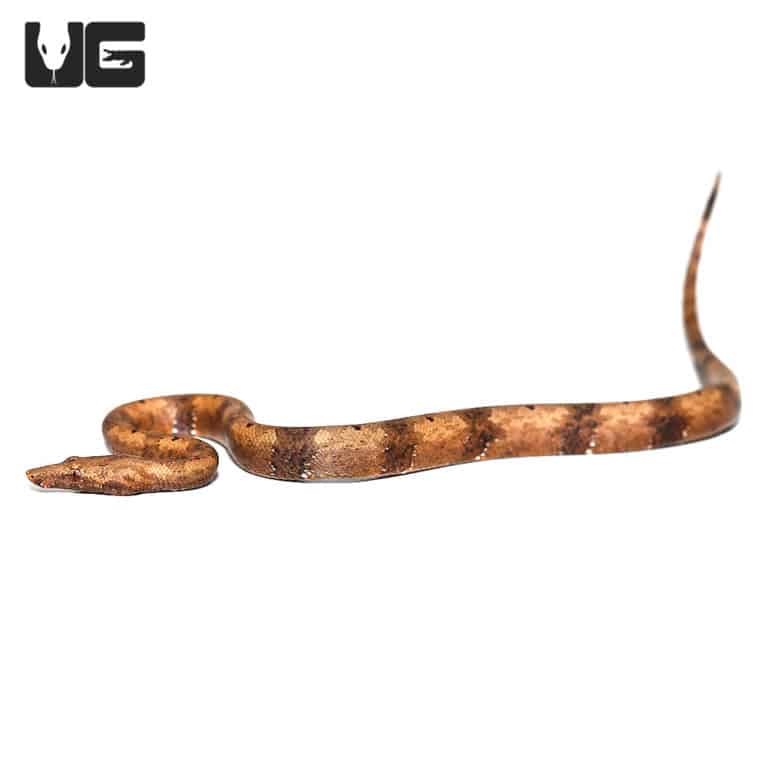 Baby Indonesian Tree Boas (Candoia carinata carinata) For Sale ...