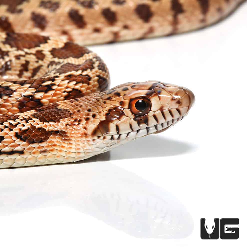 Garter, Gophers, Bull & Pine Snakes For Sale - Underground Reptiles