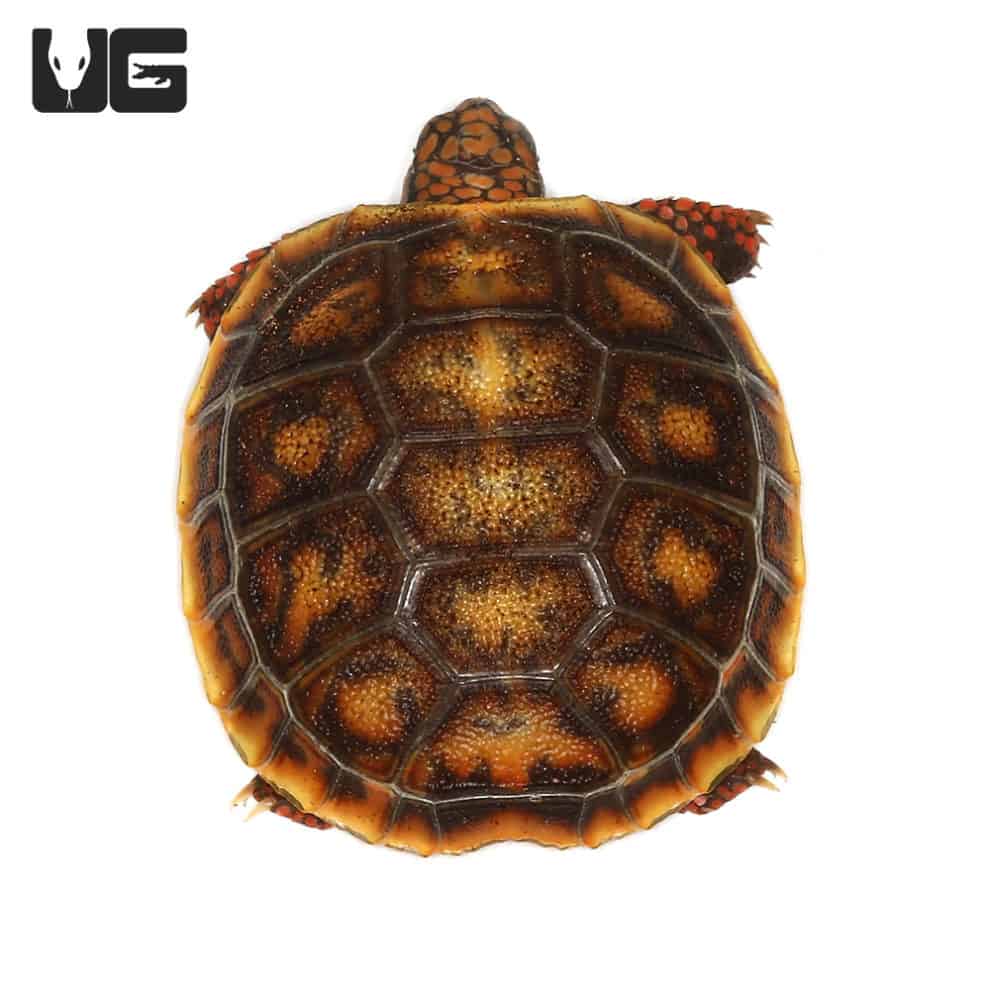 Baby Redfoot Tortoises For Sale - Underground Reptiles