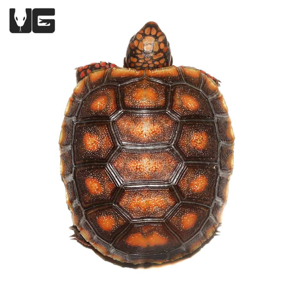 Tortoises For Sale - Underground Reptiles