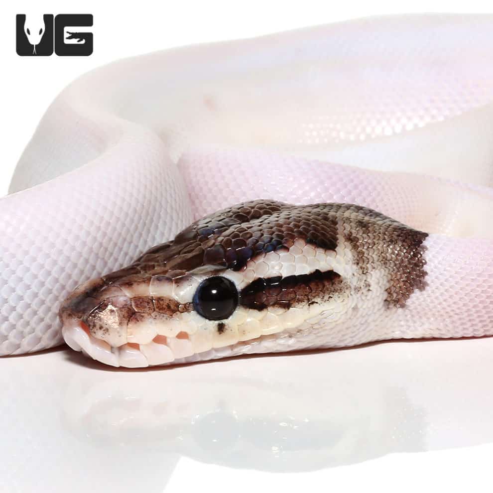 Baby Enchi Pied Ball Python For Sale - Underground Reptiles