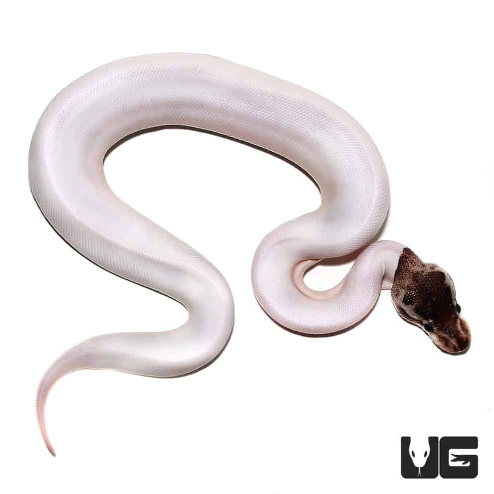 Baby Enchi Pied Ball Python For Sale - Underground Reptiles