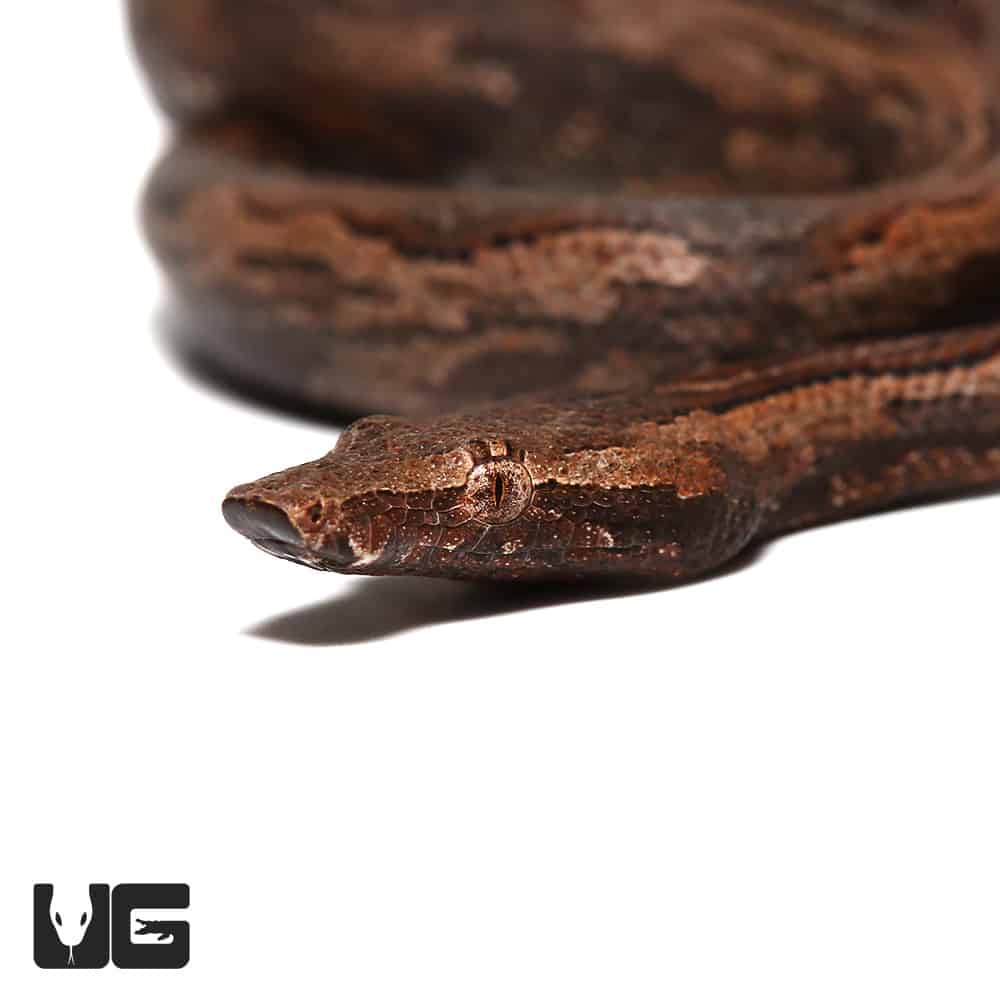 Baby Striped Indonesian Tree Boas (Candoia carinata carinata) For Sale ...