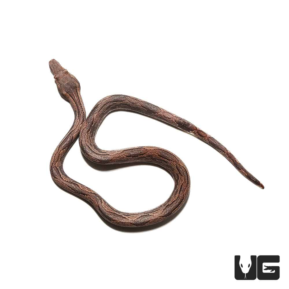 Baby Striped Indonesian Tree Boas (Candoia carinata carinata) For Sale ...