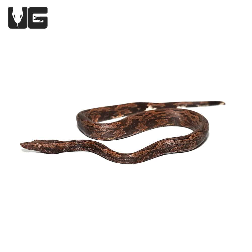 Baby Striped Indonesian Tree Boas (Candoia carinata carinata) For Sale ...