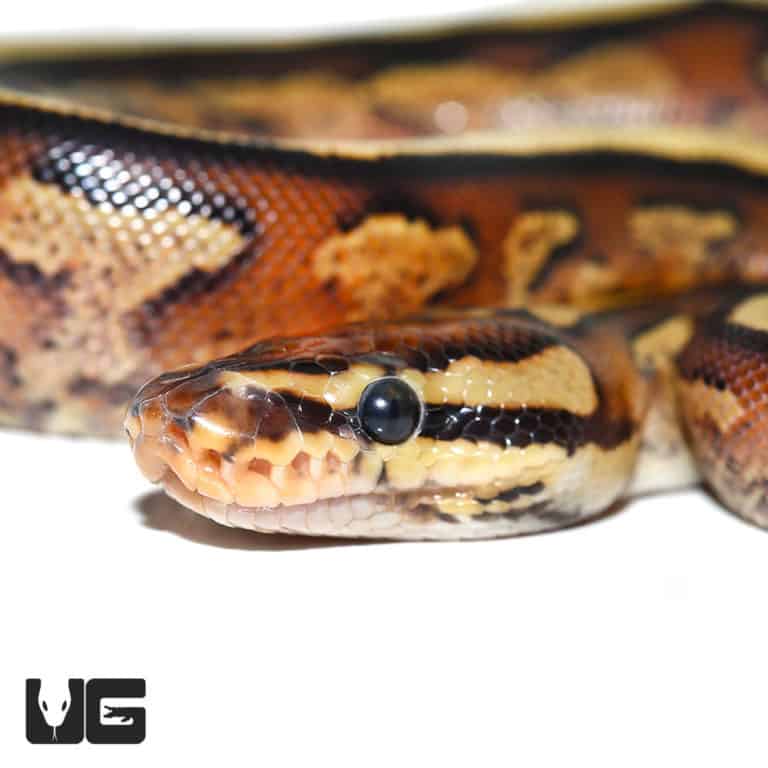 Baby Bumblebee Butter Enchi Ball Python For Sale - Underground Reptiles
