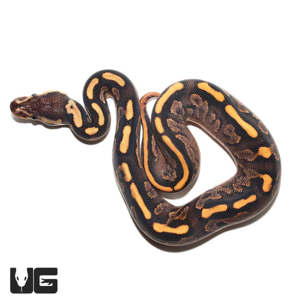 Baby Enchi Pied Ball Python For Sale - Underground Reptiles