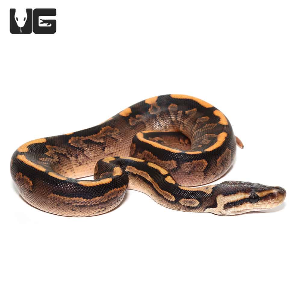 Baby Enchi Pied Ball Python For Sale - Underground Reptiles