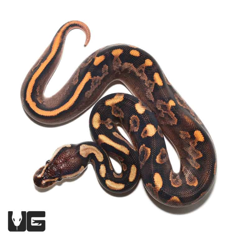 Baby Enchi Pied Ball Python For Sale - Underground Reptiles