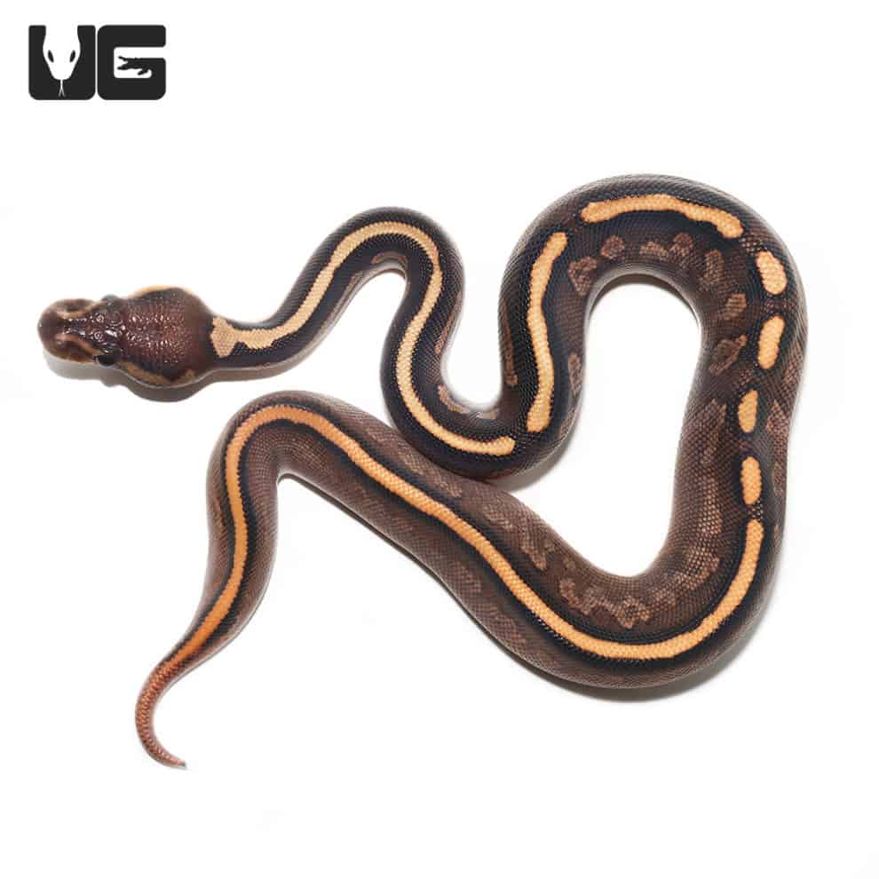 Baby Enchi Pied Ball Python For Sale - Underground Reptiles