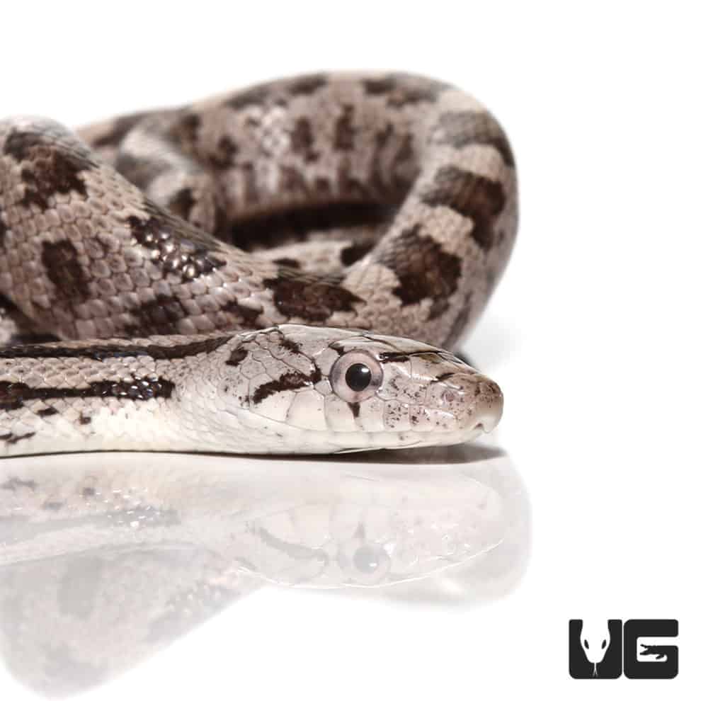 Grey Ratsnake For Sale - Underground Reptiles