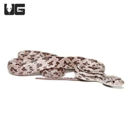 Grey Ratsnake For Sale - Underground Reptiles