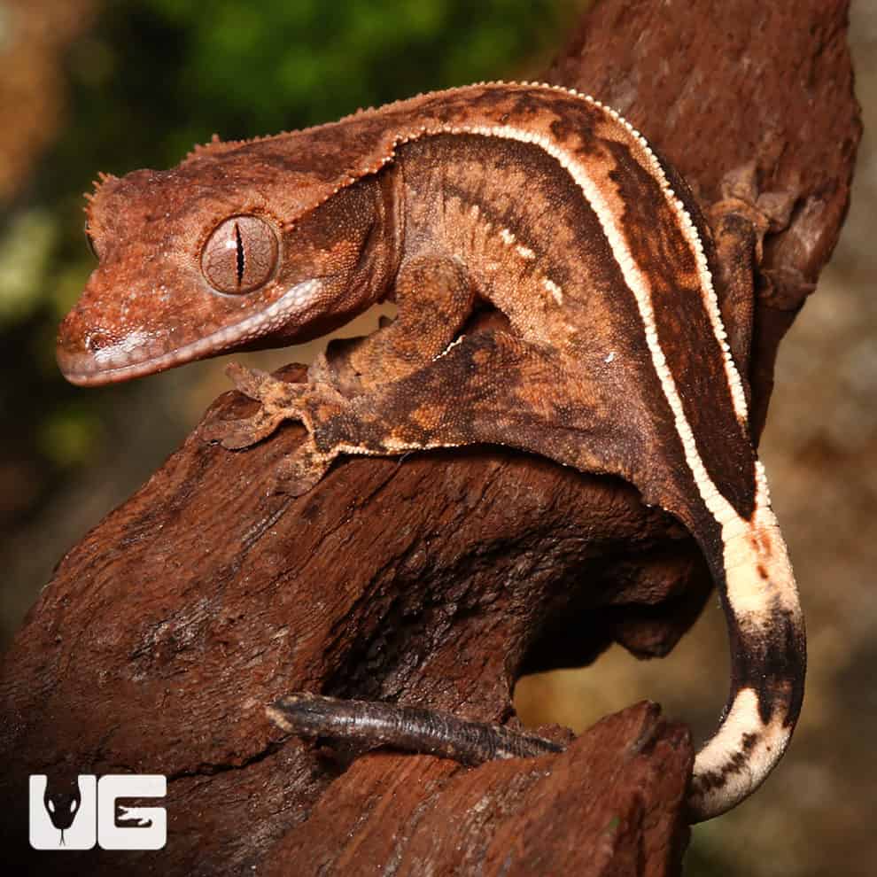 Geckos For Sale - Underground Reptiles