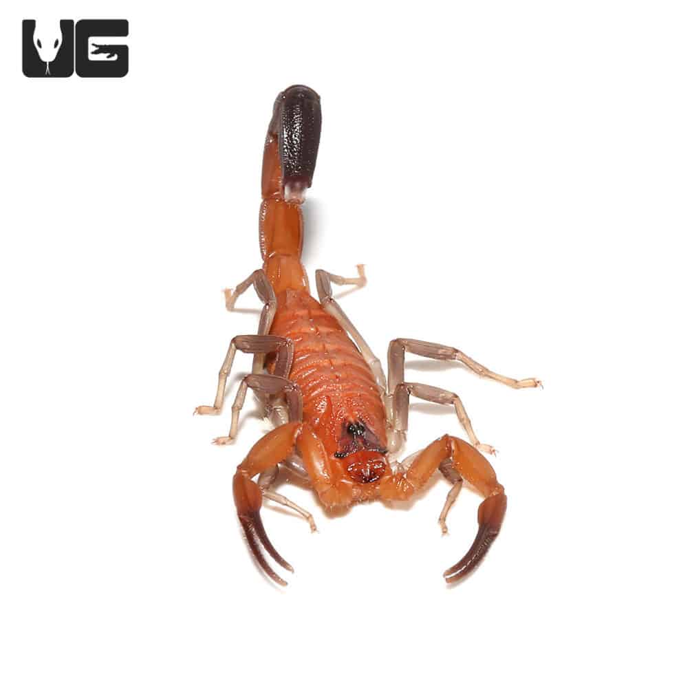 Cuban Blue Scorpions (rhopalurus junceus) For Sale - Underground Reptiles