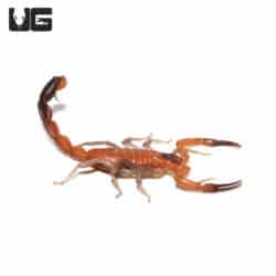Cuban Blue Scorpions (rhopalurus junceus) For Sale - Underground Reptiles