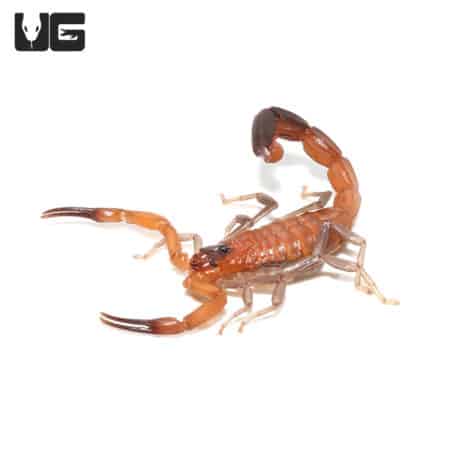 Cuban Blue Scorpions (rhopalurus junceus) For Sale - Underground Reptiles