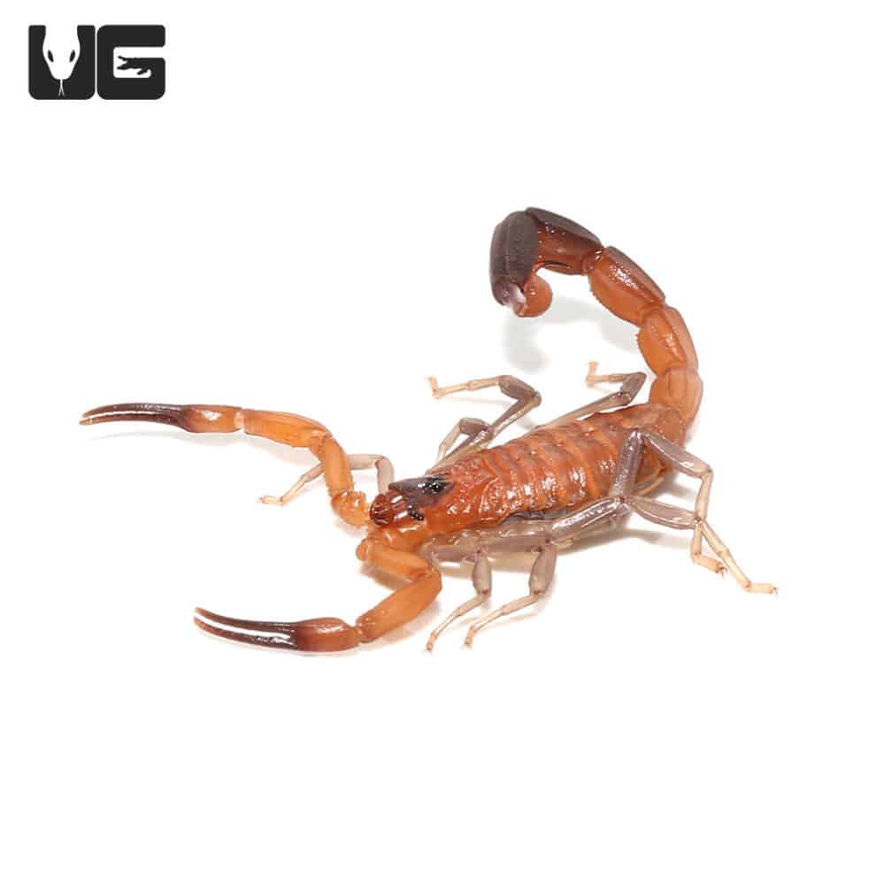 Cuban Blue Scorpions (rhopalurus junceus) For Sale - Underground Reptiles