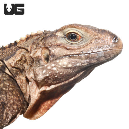 Lizards For Sale - Underground Reptiles