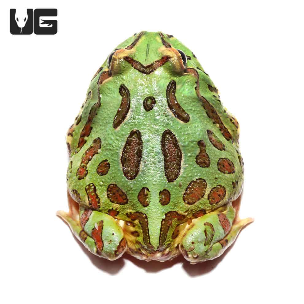 Green Pacman Frogs For Sale - Underground Reptiles