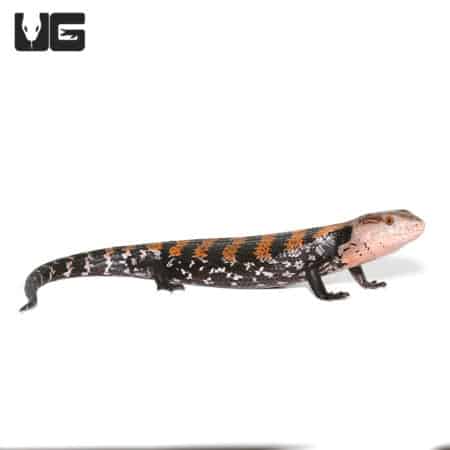 Halmahera Blue Tongue Skink (Tiliqua gigas) For Sale - Underground Reptiles