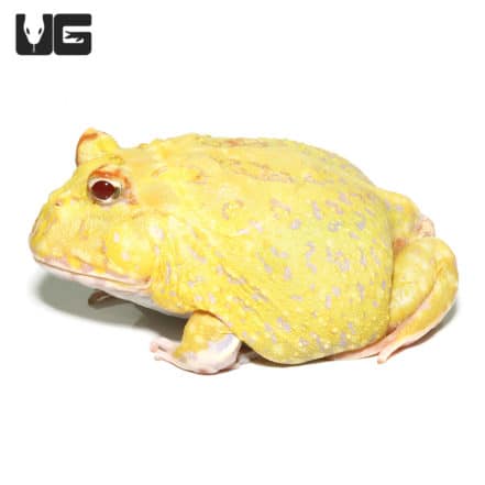 Pikachu Pacman Frogs for sale - Underground Reptiles