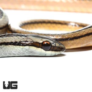 Eastern Garter Snakes For Sale - Underground Reptiles
