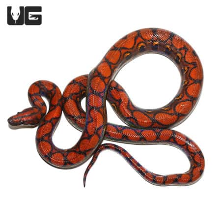 Adult Brazilian Rainbow Boas (Epicrates cenchria) For Sale ...