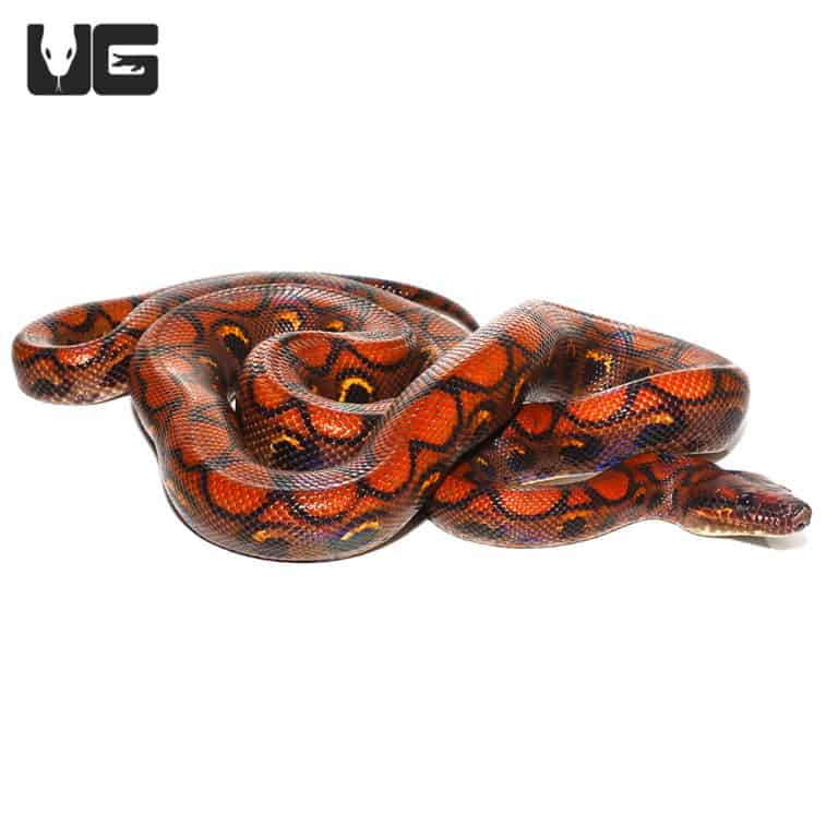 Adult Brazilian Rainbow Boas (Epicrates cenchria) For Sale ...