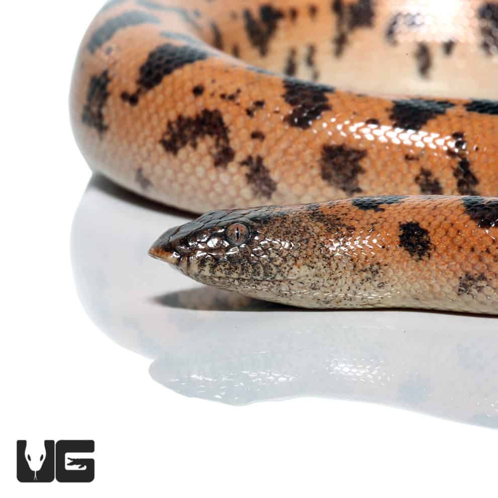 High Gold Saharan Sand Boas (Eryx muelleri) For Sale - Underground Reptiles
