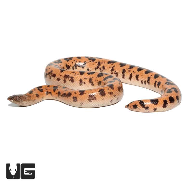Boas For Sale - Underground Reptiles