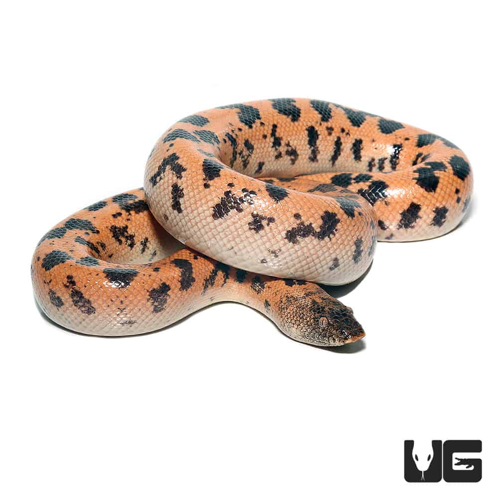 High Gold Saharan Sand Boa - Underground Reptiles