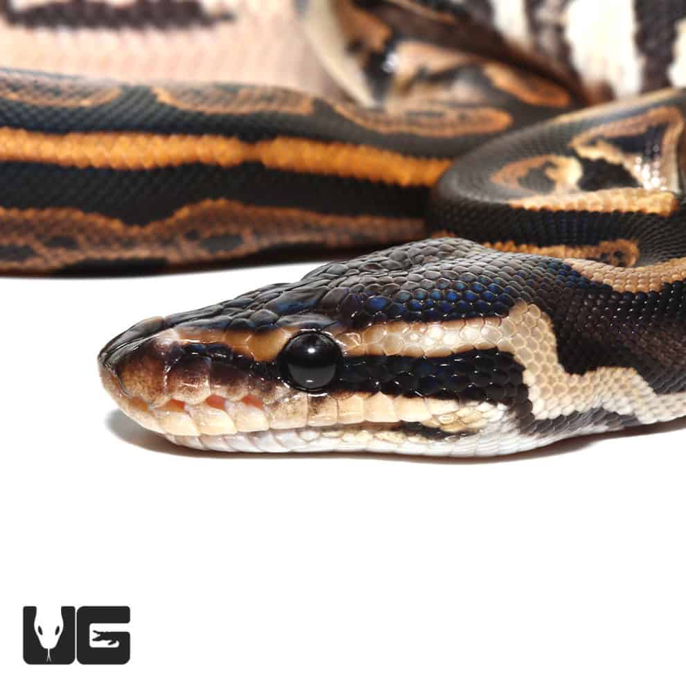 Baby Enchi Pied Ball Python For Sale - Underground Reptiles