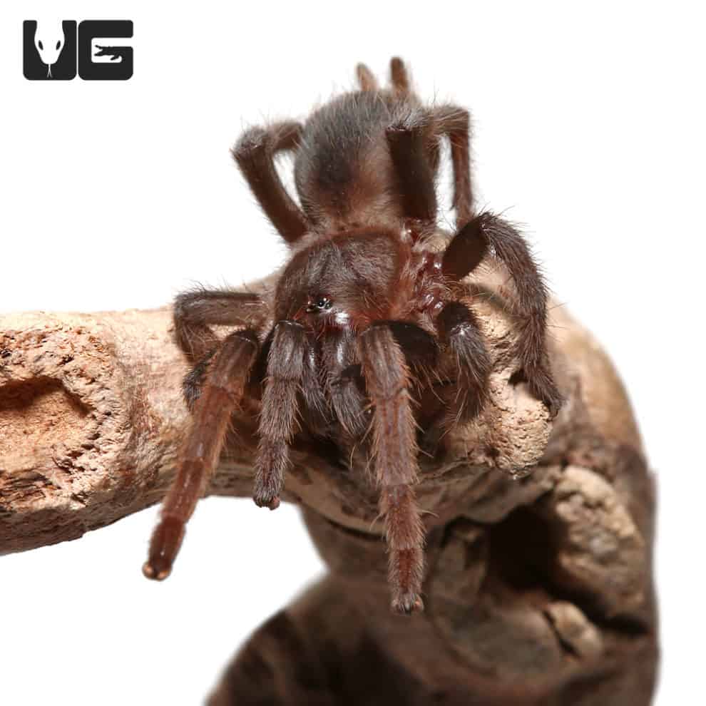 Panamanian Gold Tarantula For Sale - Underground Reptiles