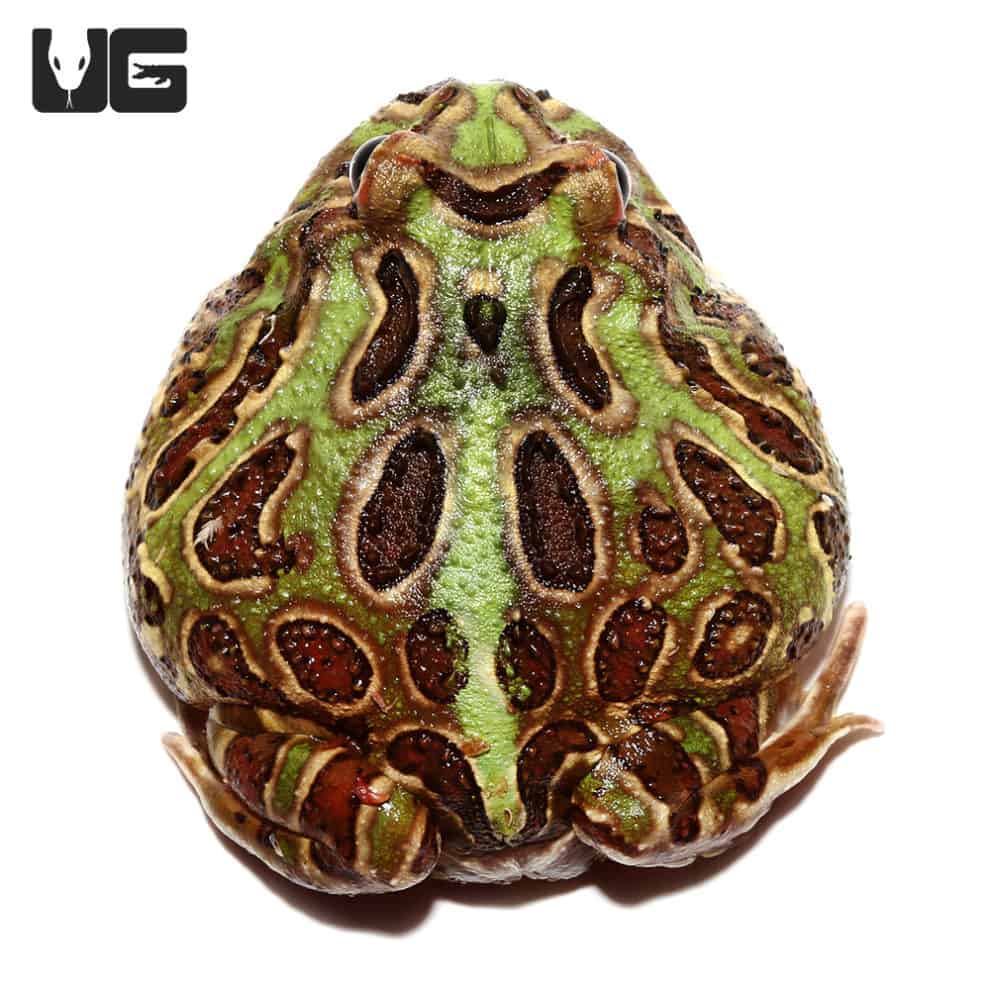 Peppermint Pacman Frog For Sale - Underground Reptiles