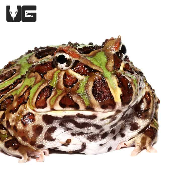 Peppermint Pacman Frog For Sale - Underground Reptiles