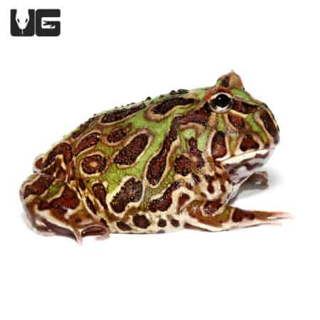 Peppermint Pacman Frog For Sale - Underground Reptiles