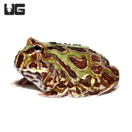 Peppermint Pacman Frog For Sale - Underground Reptiles