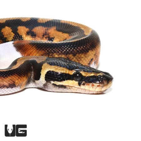 Baby Pied Ball Pythons (Python regius) For Sale - Underground Reptiles