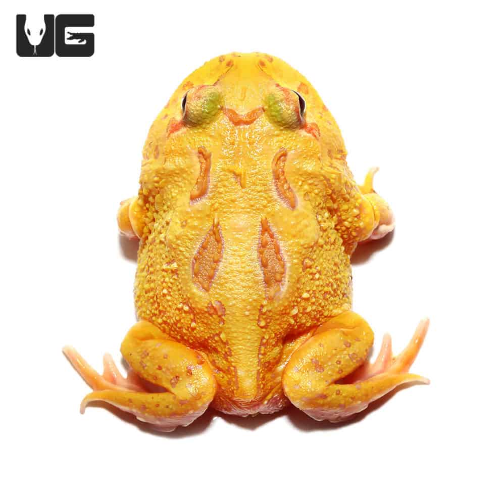 Pikachu Pacman Frogs (Ceratophrys cranwelli) for sale - Underground ...