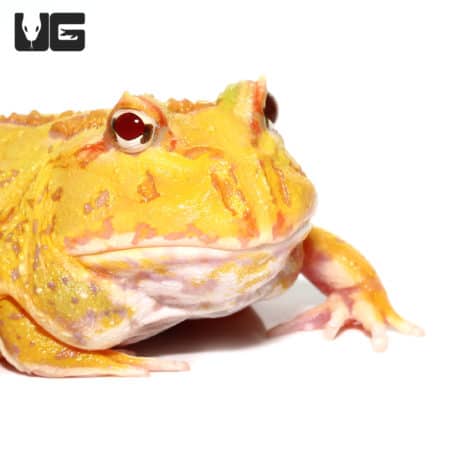 Pikachu Pacman Frogs (Ceratophrys cranwelli) for sale - Underground ...