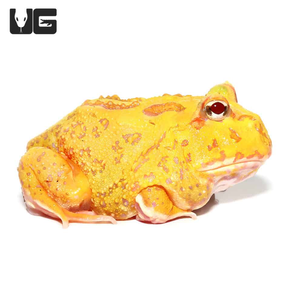 Pikachu Pacman Frogs (Ceratophrys cranwelli) for sale - Underground ...
