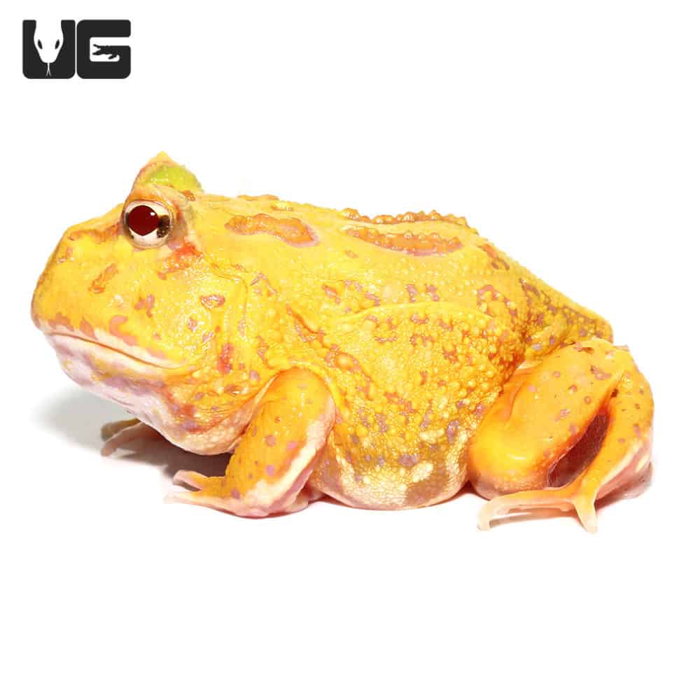 Pikachu Pacman Frogs (Ceratophrys cranwelli) for sale - Underground ...