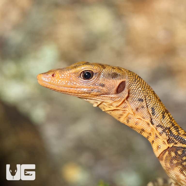 Baby Yellow Quince Monitors For Sale - Underground Reptiles