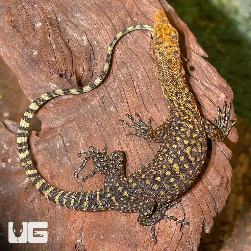 Baby Yellow Quince Monitors For Sale - Underground Reptiles