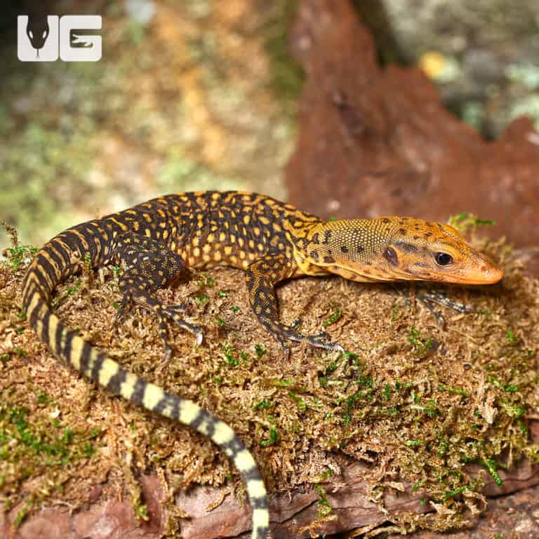 Baby Yellow Quince Monitors For Sale - Underground Reptiles