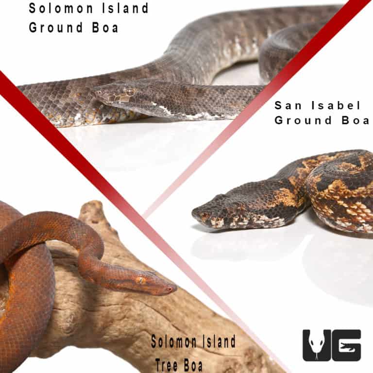 Solomon Island Ground Boas for sale - Underground Reptiles