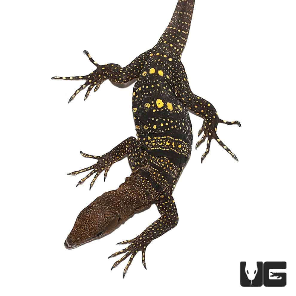 Adult Spiny Neck Monitors For Sale - Underground Reptiles