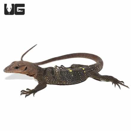 Monitors For Sale - Underground Reptiles