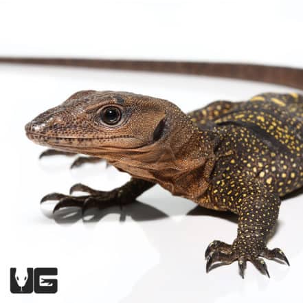 Adult Spiny Neck Monitors For Sale - Underground Reptiles