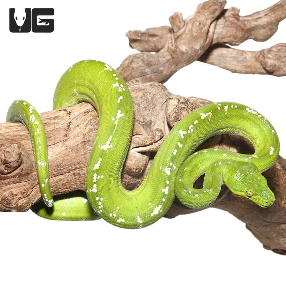 Adult Aru Green Tree Python for sale - Underground Reptiles